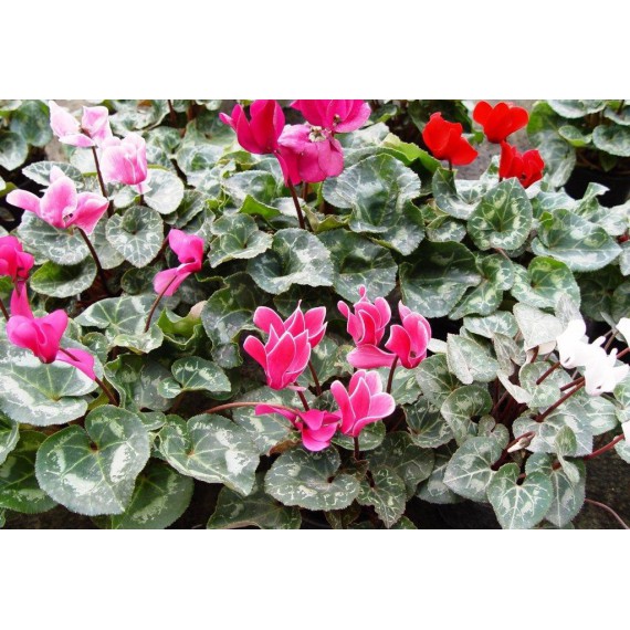 Planta Ciclamen por 2,90 € en Viveros Laraflor