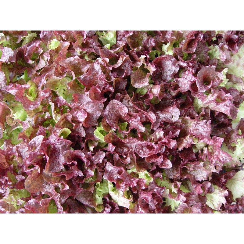Plantero/Plantel de Lechuga Lollo por 0,18 € en Viveros Laraflor