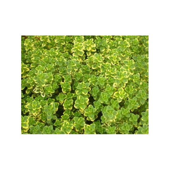 Planta Tomillo Limón M-13 por 3.90€ en Viveros Laraflor