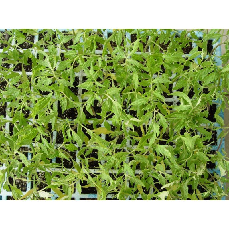 Plantero/Plantel de Tomata Riojana por 0,50 € en Laraflor.es