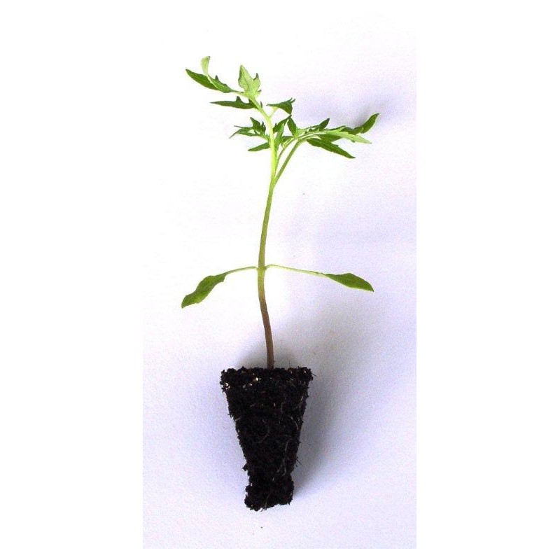 Plantero/Plantel de Tomata Riojana por 0,50 € en Laraflor.es