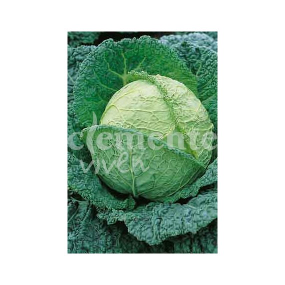Semillas de Col Repollo Millan Aubervilliers en Viveros Laraflor